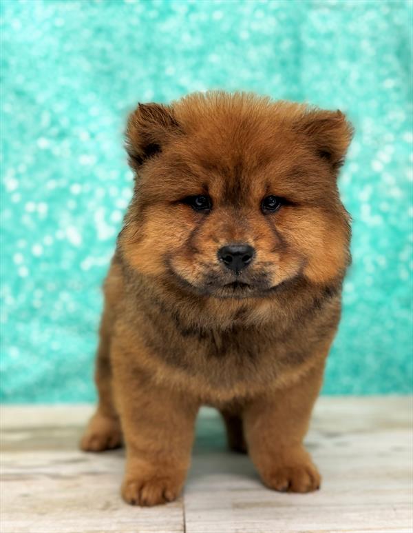 Chow Chow DOG Cinnamon ID:7313 Located at Petland Pensacola, Florida