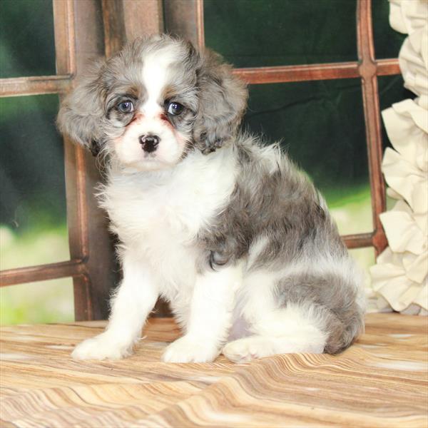 Cavapoo DOG Blue Merle White / Tan ID:7393 Located at Petland Pensacola ...