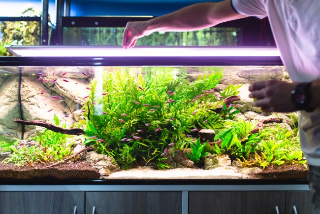 Fish Supplies – Petland Pensacola, Florida Pet Store