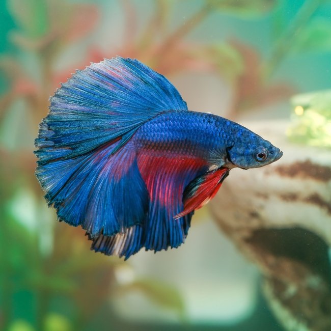 Fish Available for Sale – Petland Pensacola, Florida