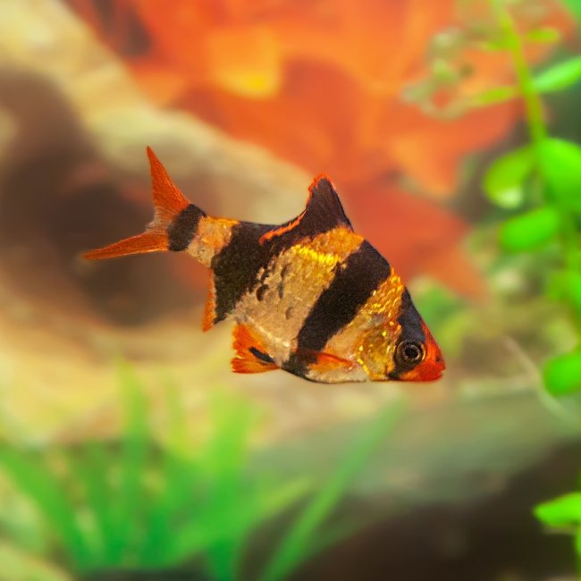 Fish Available for Sale – Petland Pensacola, Florida
