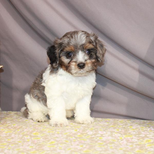 Cavapoo Puppy White Blue Merle / Tan ID:872 Located at Petland ...