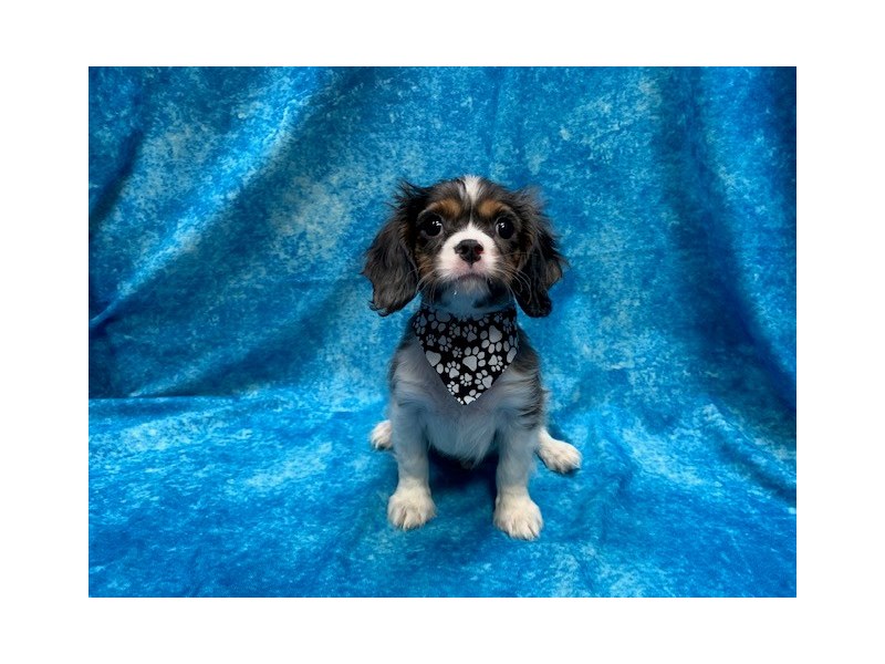 Cavalier King Charles Spaniel Puppy Blue Merle White / Tan ID:14068 ...