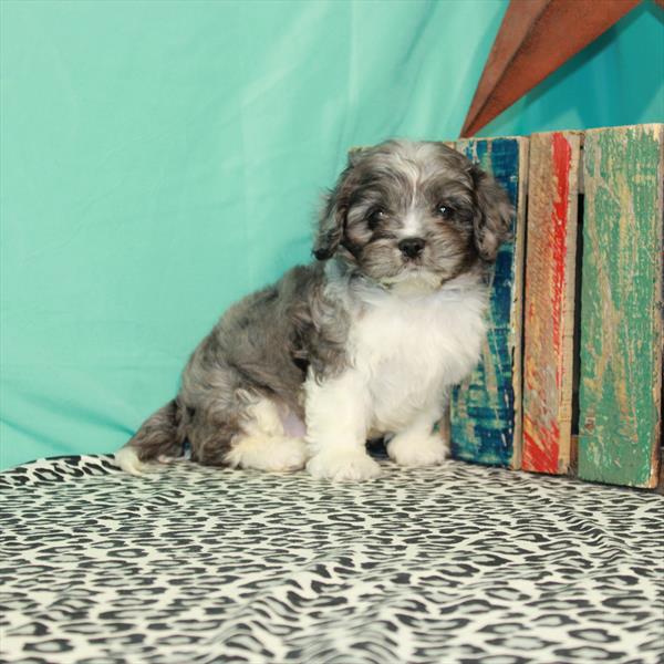 Cavapoo Puppy Blue Merle ID:1355 Located at Petland Pensacola, Florida