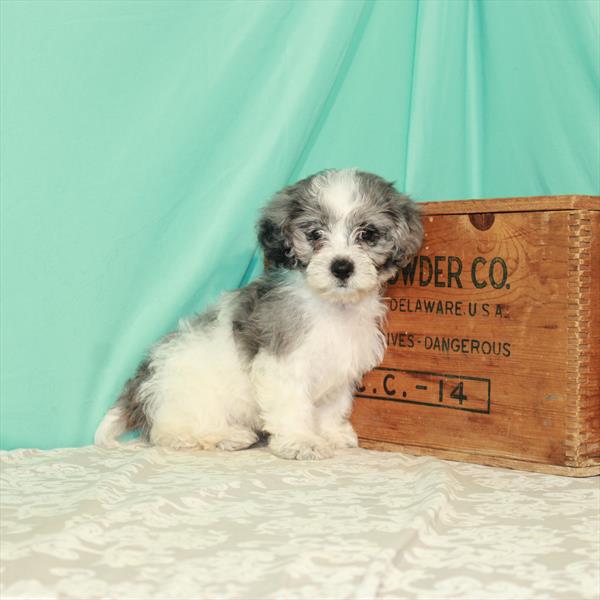 Cavapoo Puppy White / Blue Merle ID:1881 Located at Petland Pensacola ...
