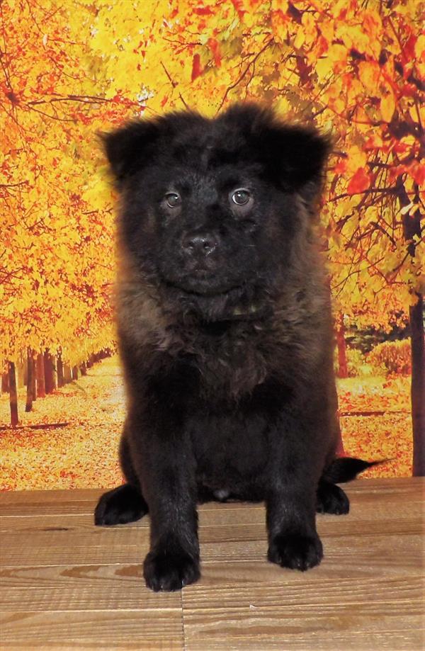 Chow Chow Australian Shepherd Mix Black