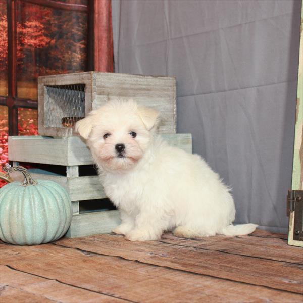 Maltese Puppy White ID:4655 Located at Petland Pensacola, Florida