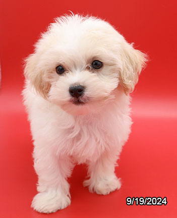 Havapoo Puppy Gold/White ID:3979 Located at Petland Pensacola, Florida